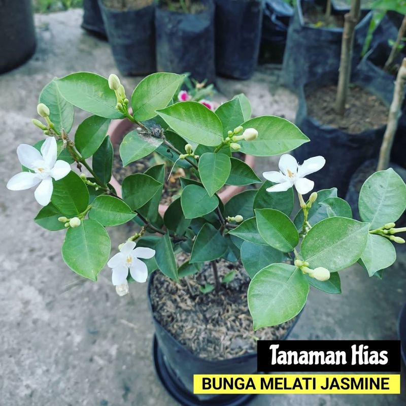Jual tanaman hias hidup bunga melati Jasmine | Tanaman indoor dan ...