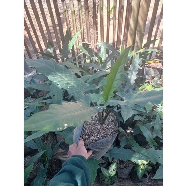 Jual Tanaman Alokasia Keris Papua | Shopee Indonesia