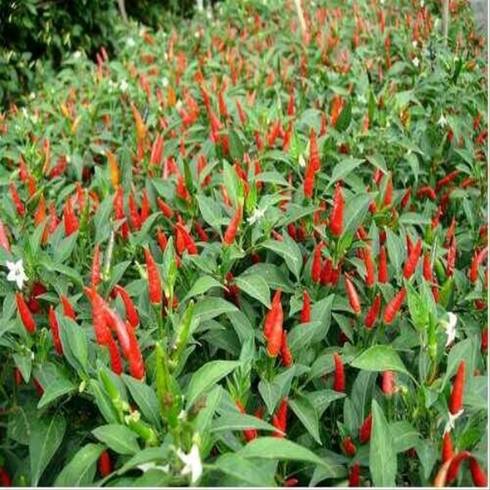 Jual 10 Cabe Rawit Bara Eceran Extra Pedas Hidroponik Organik ...