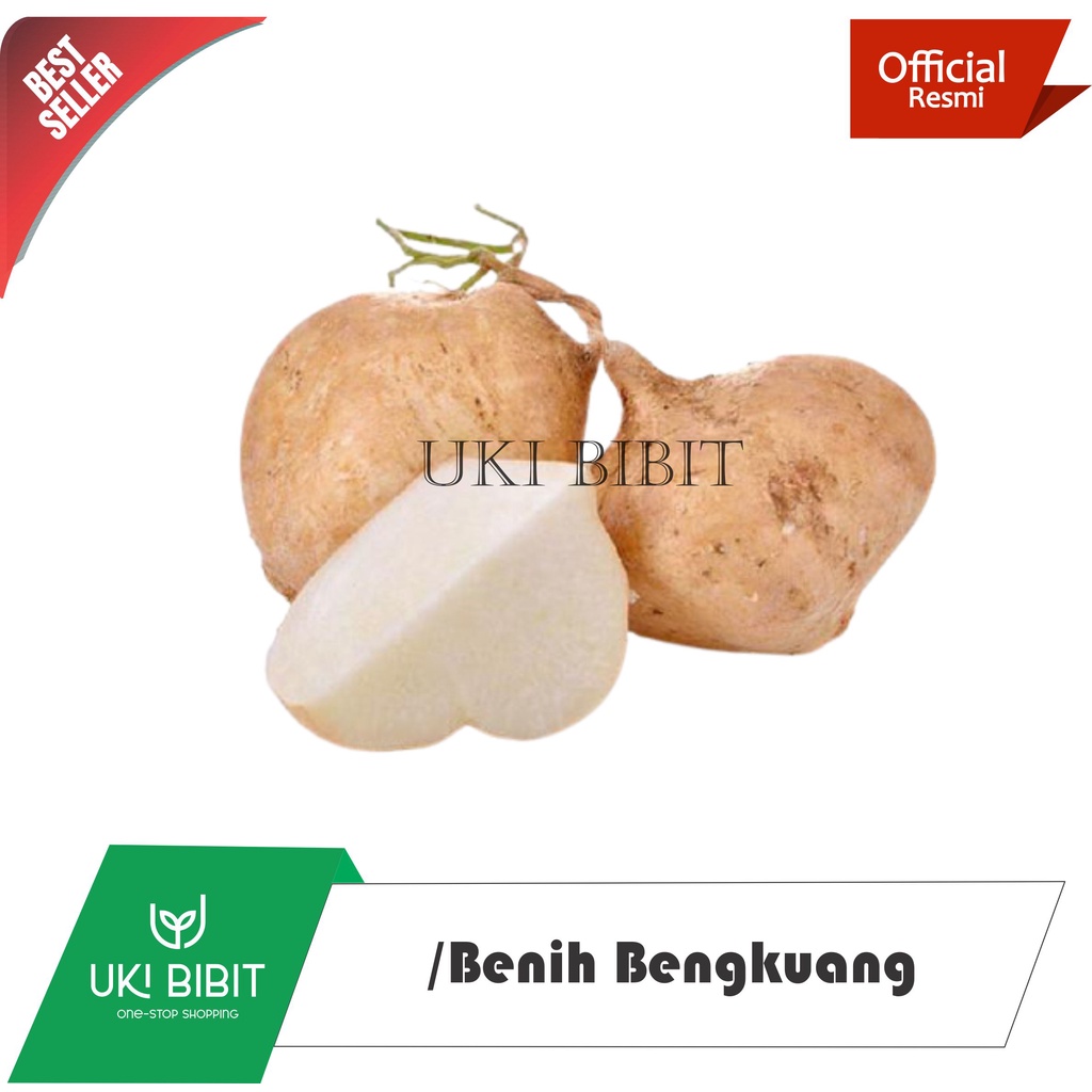 Jual ( 1 Kg ) Benih Biji Bengkuang | Bengkoang | Shopee Indonesia