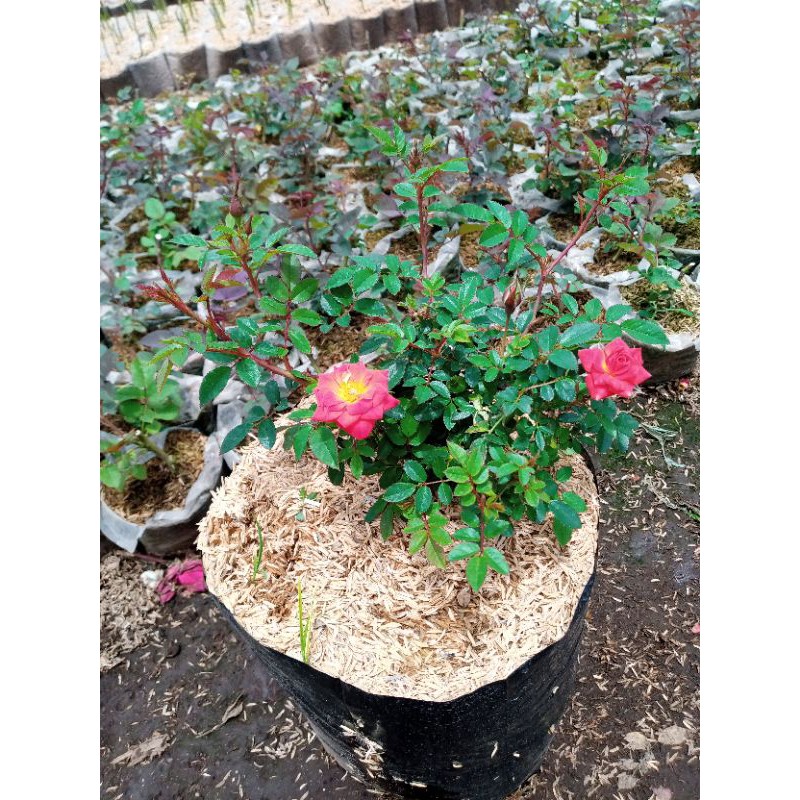 Jual bunga mawar beby rose | Shopee Indonesia