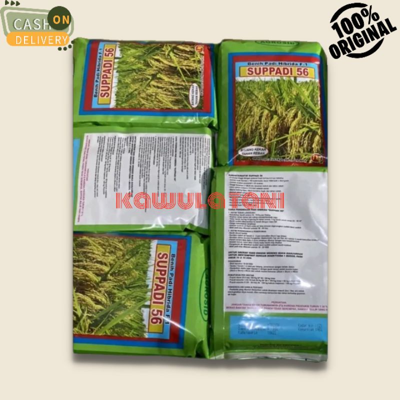 Jual benih padi supadi 56 asli 1kg | Shopee Indonesia