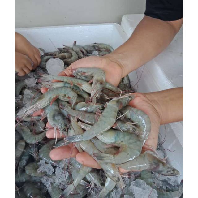 Jual UDANG BESAR SIZE 50-60 | Shopee Indonesia