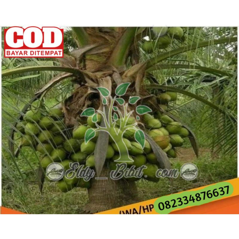 Jual Bibit Kelapa genjah entok (ORIGINAL) | Shopee Indonesia