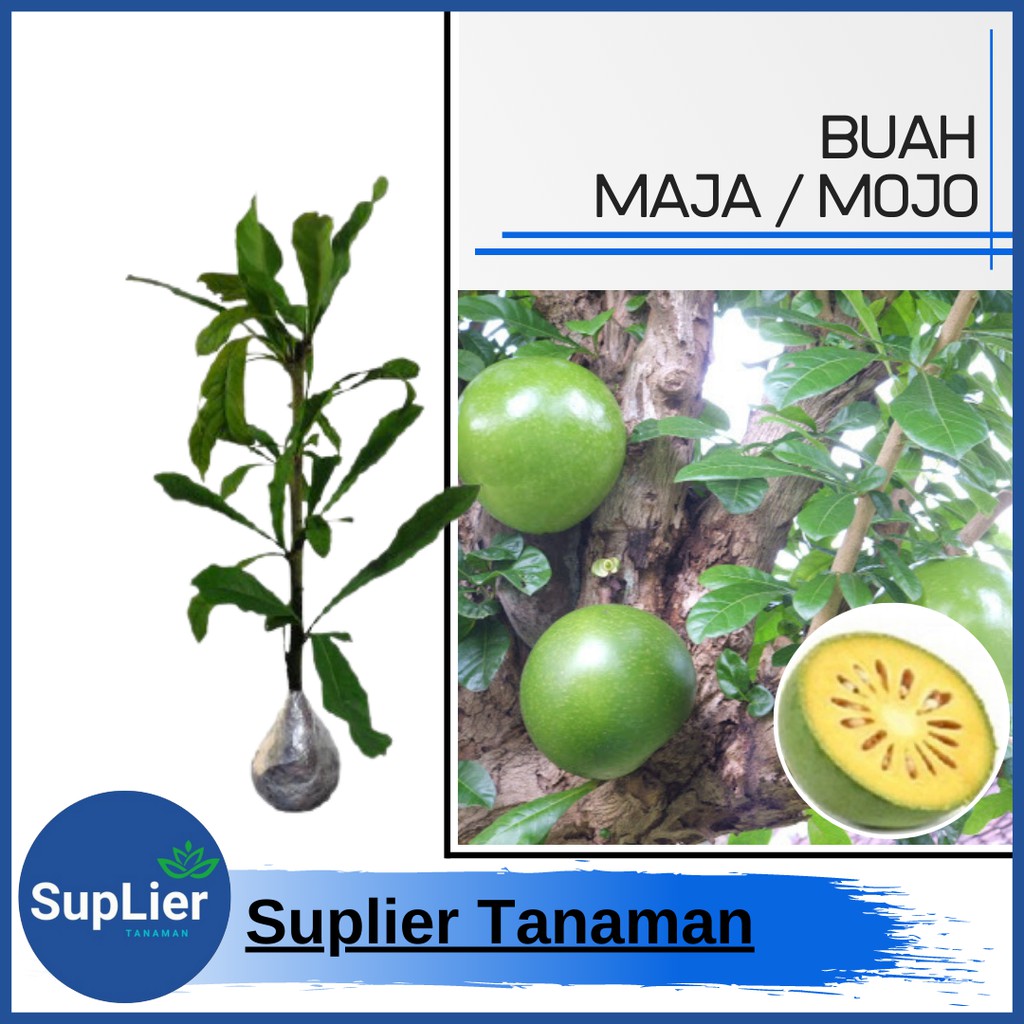 Jual Bibit Tanaman Buah Maja/Mojo yesss | Shopee Indonesia