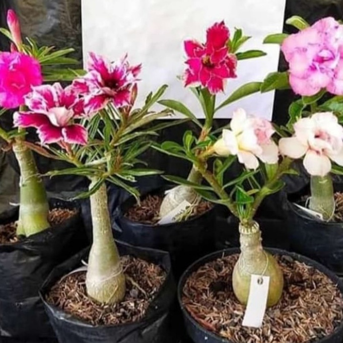 Jual wow!!paket 4 tanaman hias adenium / kamboja jepang 4 macam bunga ...