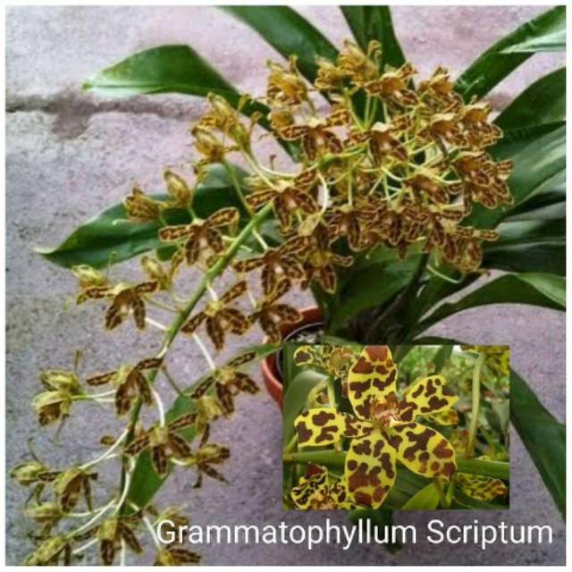 Jual Bibit botol Anggrek Grammathophyllum Scriptum | Shopee Indonesia