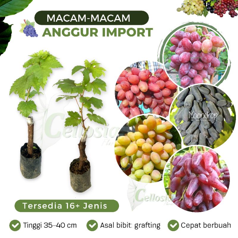 Jual Bibit Tanaman Anggur Import Grafting Bermacam-macam Jenis | Shopee ... Jual Bibit Tanaman Anggur Import Grafting Bermacam-macam Jenis | Shopee ...