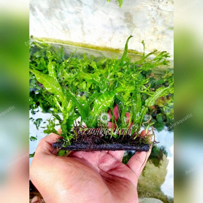 Jual Microsorum Windelov Media Pakis Lempeng - Tanaman Aquascape Low ...