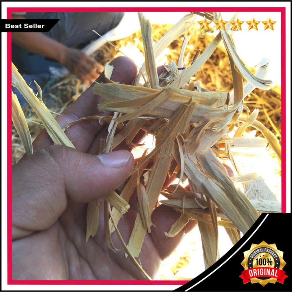 Jual COD Herbal Doro Putih 1kg / Bidara Laut / Kayu Ular / Widoro ...