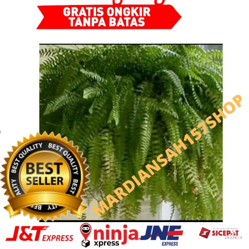 Jual Tanaman hias pakis boston-tanaman pakis hiasan rumah dan taman ...