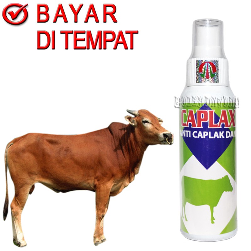 Jual CAPLAX SAPI OBAT KUTU SAPI KERBAU PEMBASMI PARASIT TUNGAU | Shopee ...