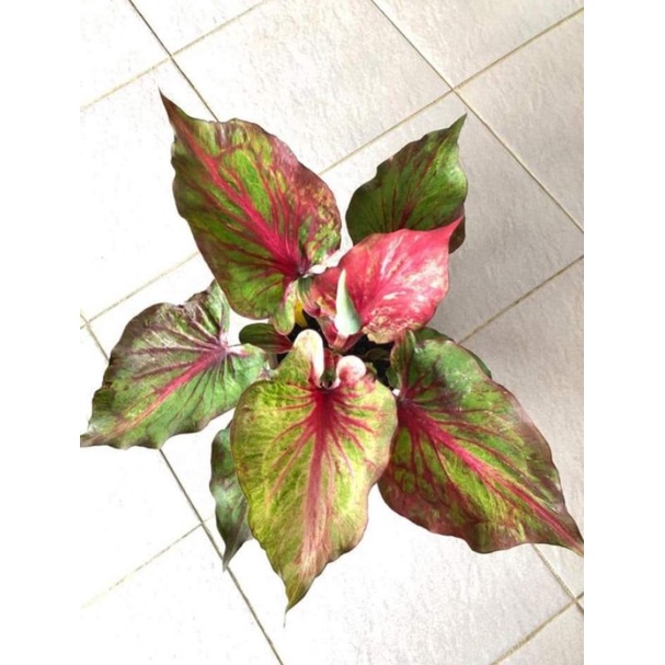 Jual caladium cendrawasih kuning | Shopee Indonesia