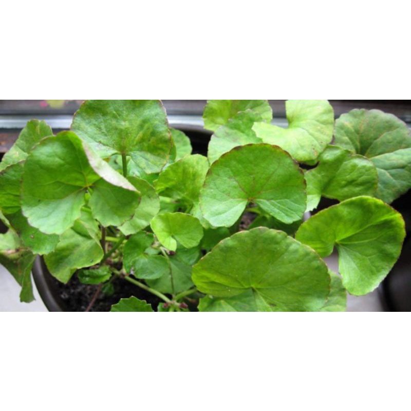 Jual Daun Antanan 1kg Daun Antanan Lalapan Segar | Shopee Indonesia