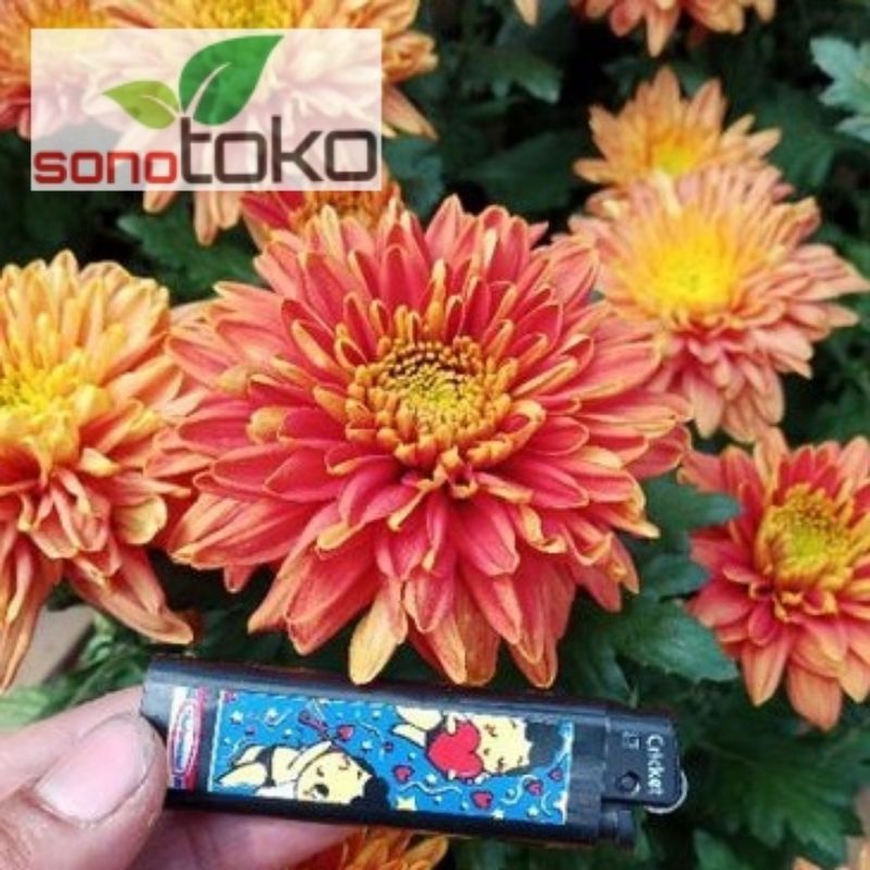 Jual Krisan Oren Jumbo Super Bunga Tumpuk | Shopee Indonesia