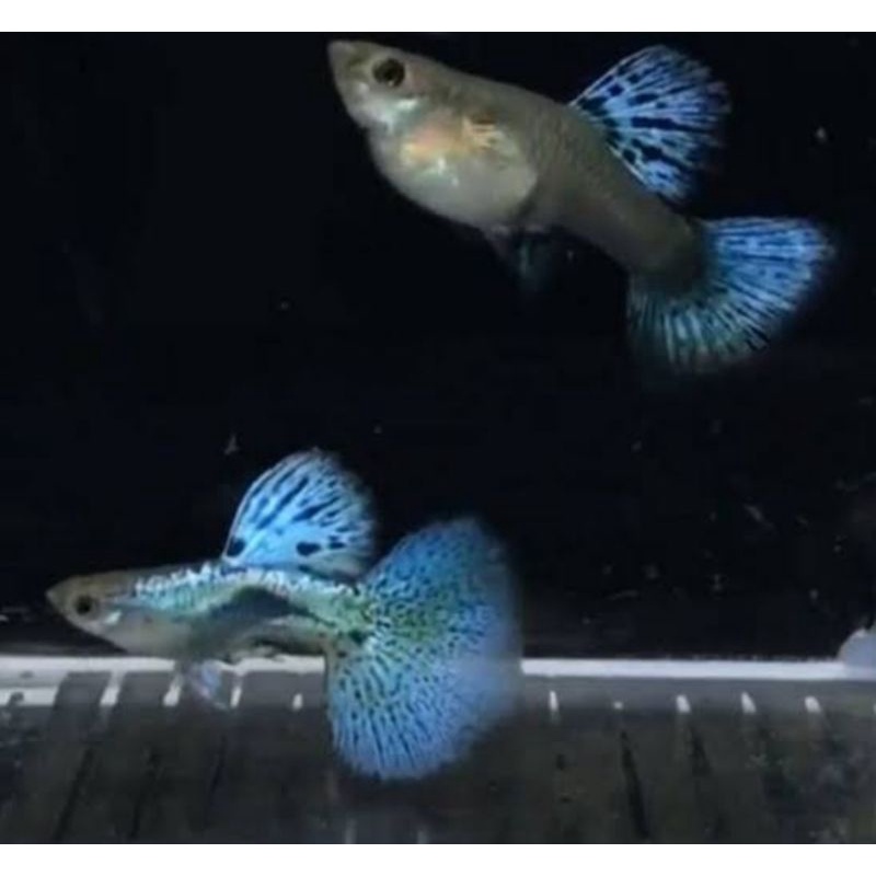 Jual Guppy Blue Grass sepasang | Shopee Indonesia