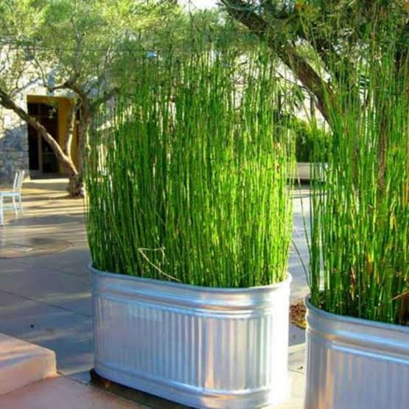 Jual Tanaman Hias Bambu air (equisetum hyemale)Landscape Taman bamboo ...