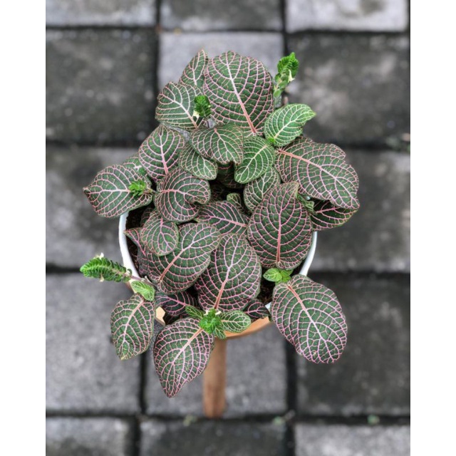 Jual Tanaman hias Fitonia merah / Tanaman hias Fitonia / Tanaman hias ...