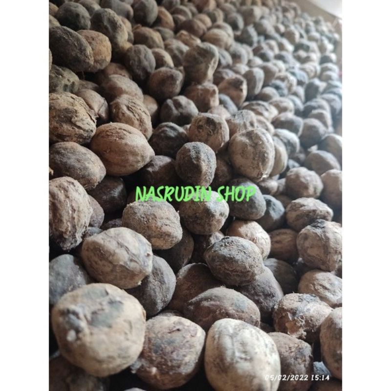 Jual BUAH KEMIRI 1KG ISI 100 UP | BIJI KEMIRI UTUH DENGAN BATOK | BIBIT ...