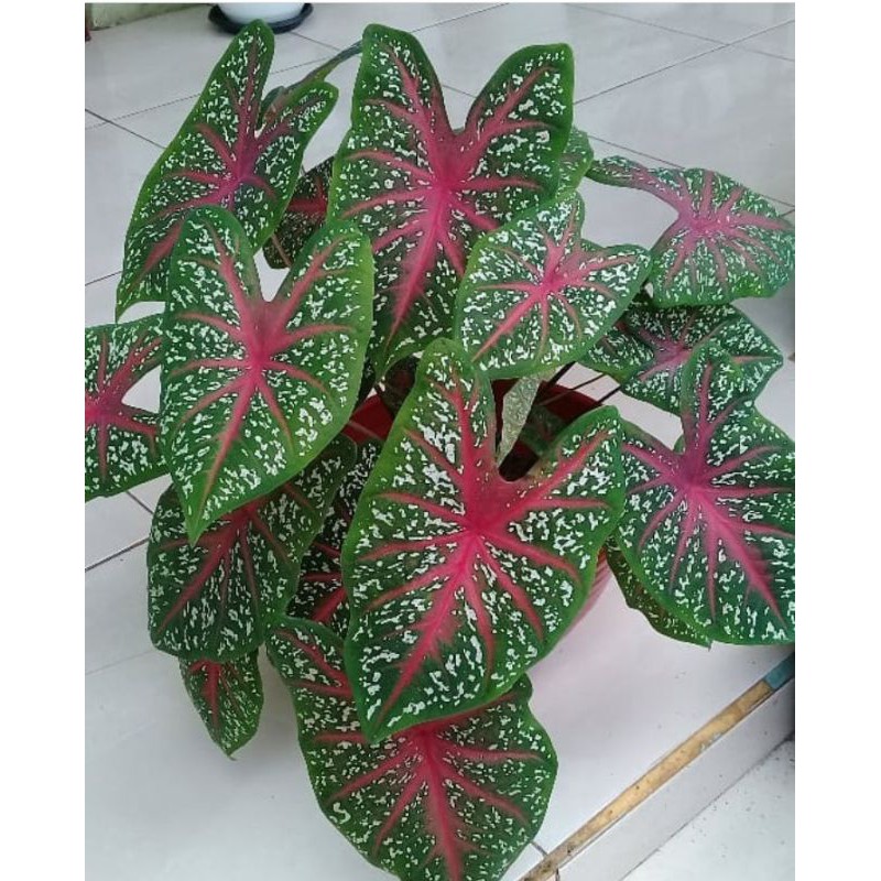 Jual tanaman hias keladi red star - caladium merah | Shopee Indonesia