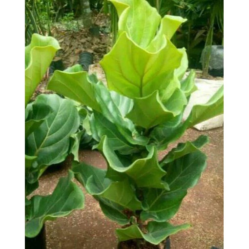 Jual Pohon Biola cantik | Shopee Indonesia