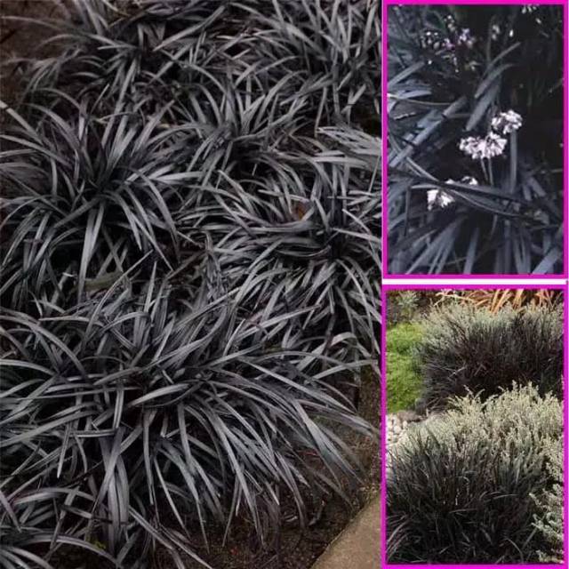 Jual Tanaman Rumput hitam (ophiopogon planiscapus nigrescens) atau ...