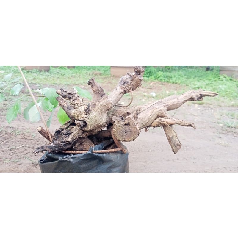 Jual bonsai LEGUNDI (Vitex trifolia) | Shopee Indonesia