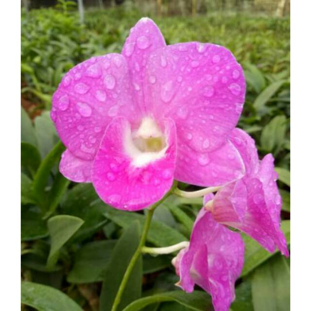 Jual Anggrek Dendrobium Salaya Pink x tora ohasi | Shopee Indonesia