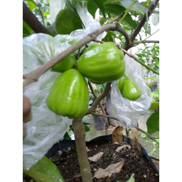Jual Bibit Jambu Air Cincalo Hijau / Tebu Asli Okulasi Produk Sendiri ...