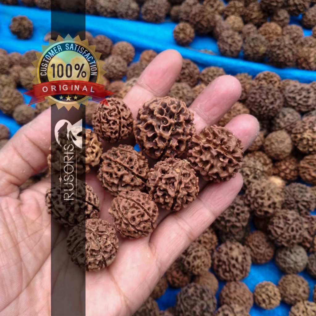 Jual Jenitri Jumbo 1 Kg 20mm sampai 30mm Bahan Kerajinan Rudraksha ...