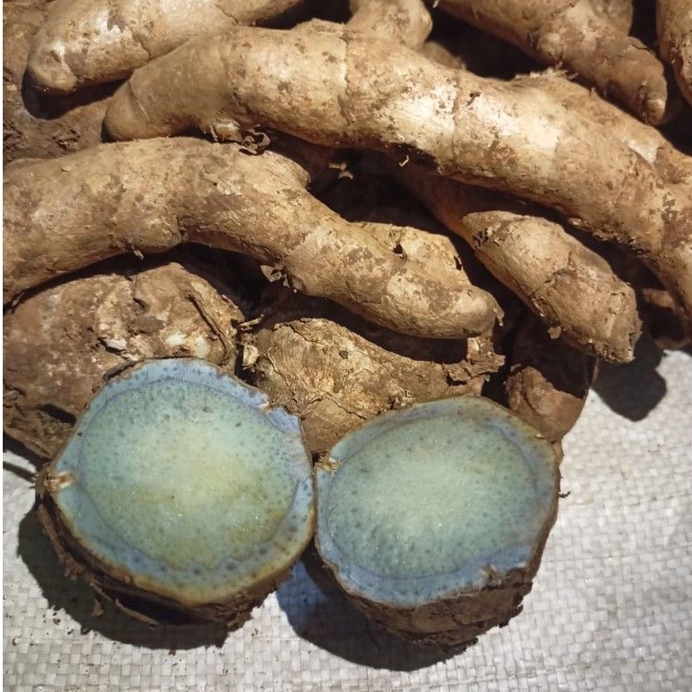 Jual TEMU IRENG SUPER 1 KG SEGAR ALAMI TUA segar | Shopee Indonesia