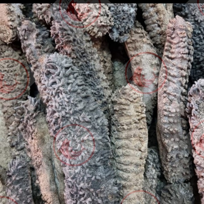 Jual Haisim / Teripang / Haisom / Timun laut Duri Grade A 1 Kg | Shopee ...