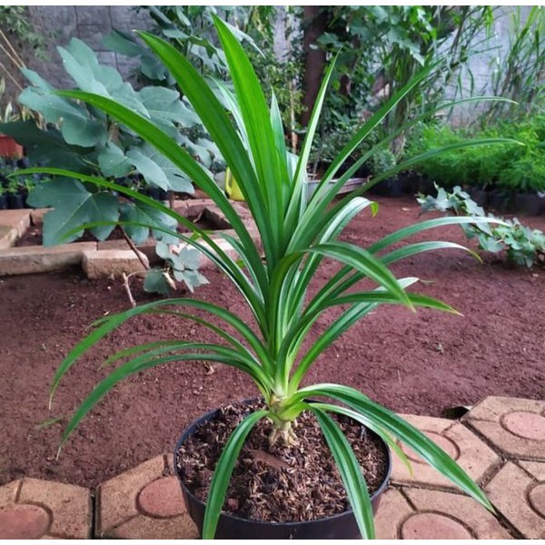 Jual Tanaman Hias Daun Pandan Wangi - Pohon Pandan Wangi | Shopee Indonesia