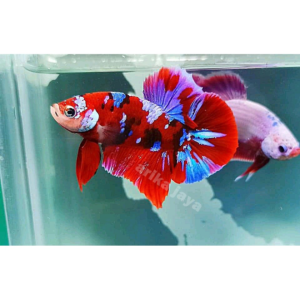 Jual TOP GRADE Ikan cupang MultiColor Multi color cupang hias cirebon ...