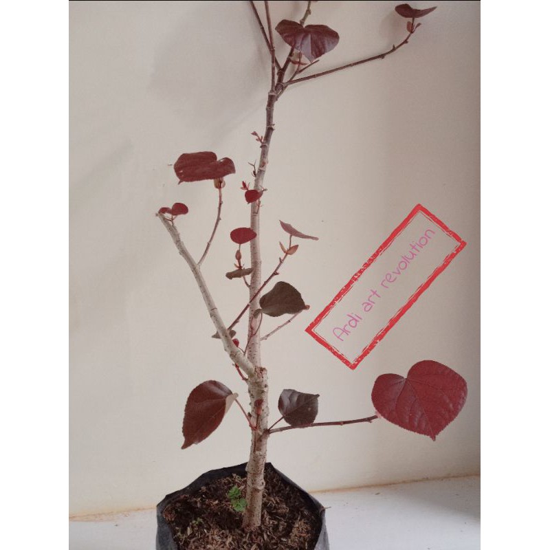 Jual bahan bonsai waru merah super red | Shopee Indonesia