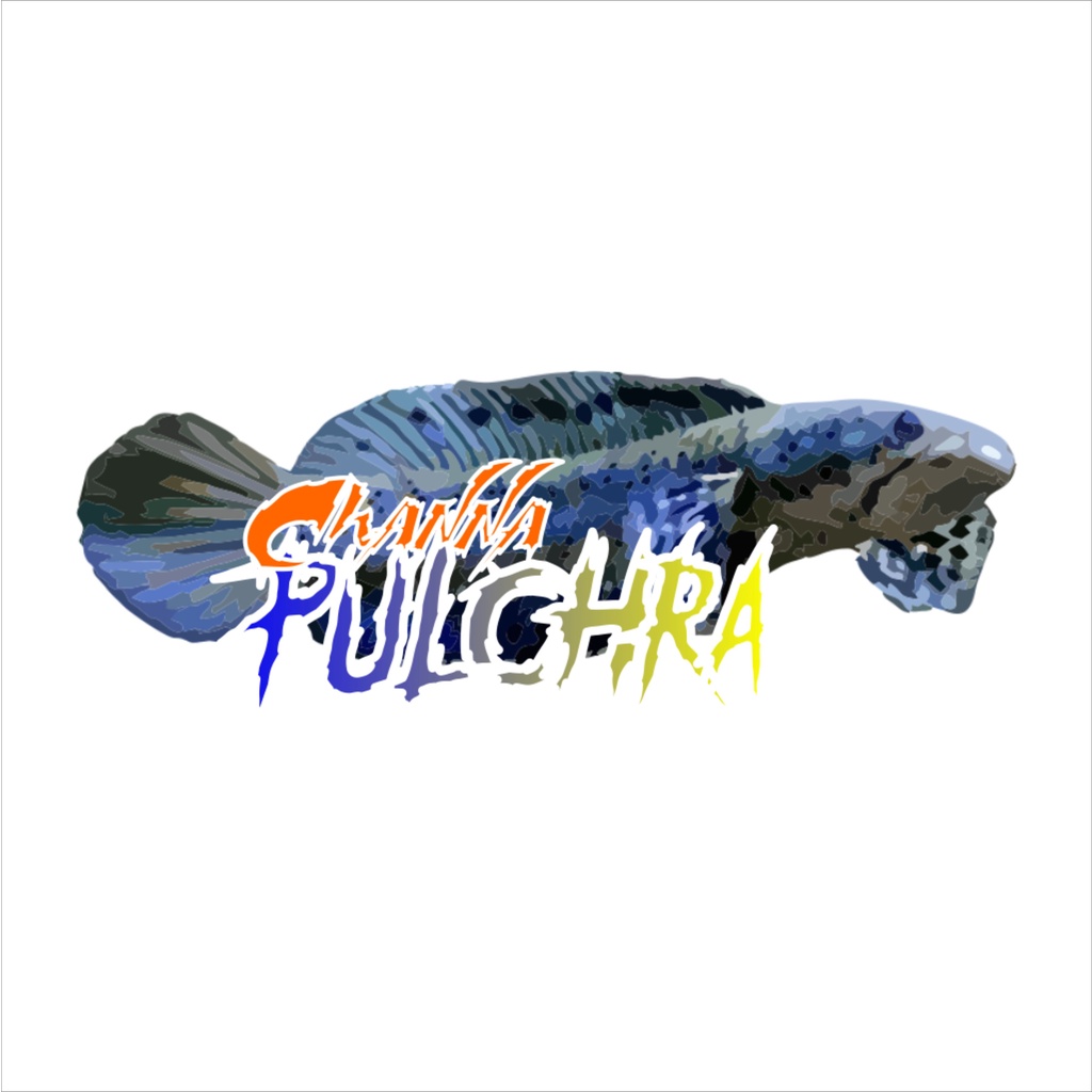 Jual STICKER CHANNA/STICKER IKAN/CHANNA/CUPANG/UKURAN9X5CM/HARGA ...