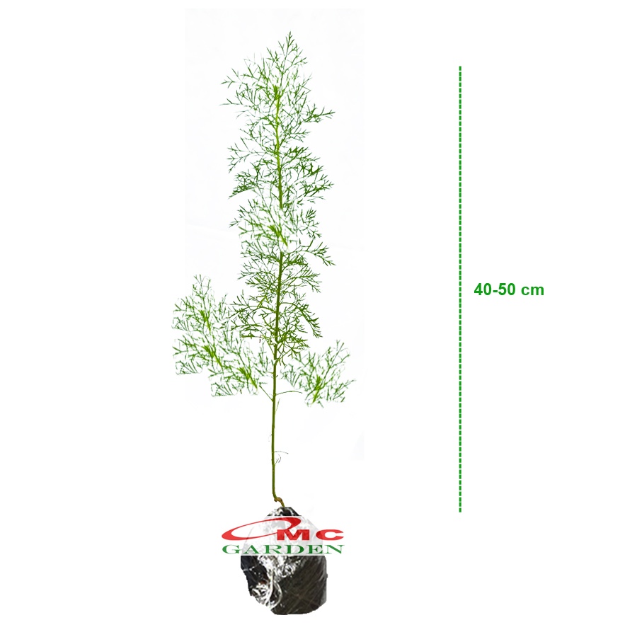 Jual Cemara Air Angin Embun Laut Angin Balon Adas Bibit Tanaman Hias ...