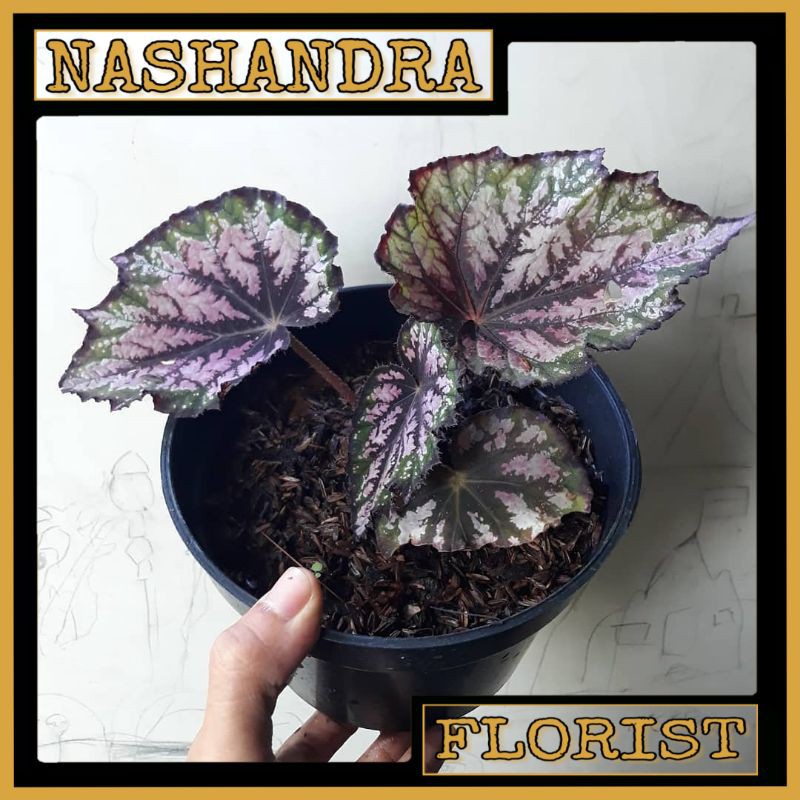 Jual Tanaman Hias Bunga Begonia Rex | Shopee Indonesia