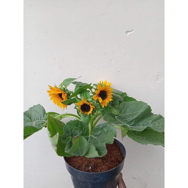 Jual Tanaman hias bunga matahari mini | Shopee Indonesia