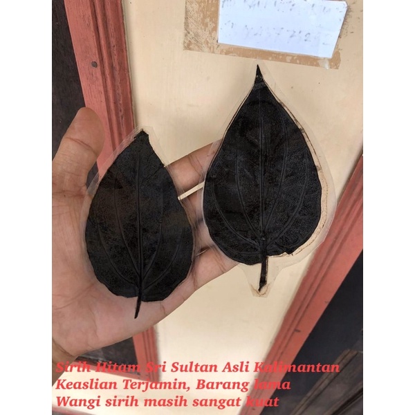 Jual Daun Sirih Hitam Asli Kalimantan Harga Satuan | Shopee Indonesia