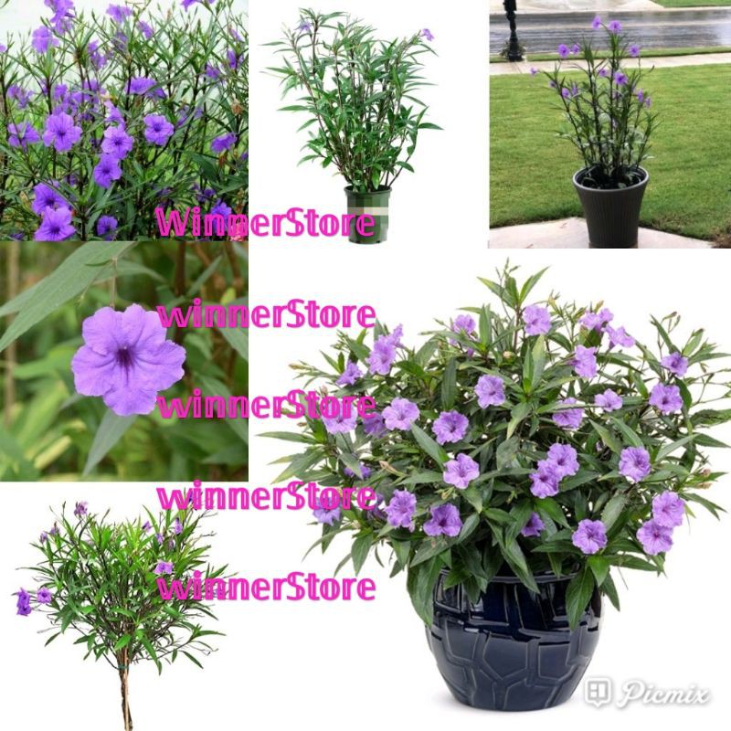 Jual Stek Bibit Bunga Ruellia Ungu (10 Batang) | Shopee Indonesia