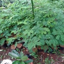 Jual Tanaman pakis brazil solobium | Shopee Indonesia