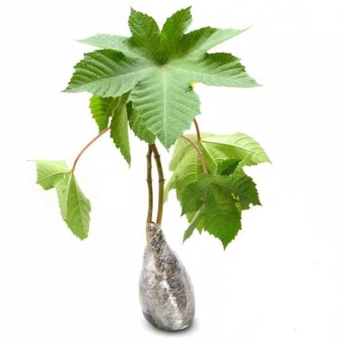 Jual BIBIT POHON JARAK PAGAR - TANAMAN JARAK PAGAR TERMURAH | Shopee ...