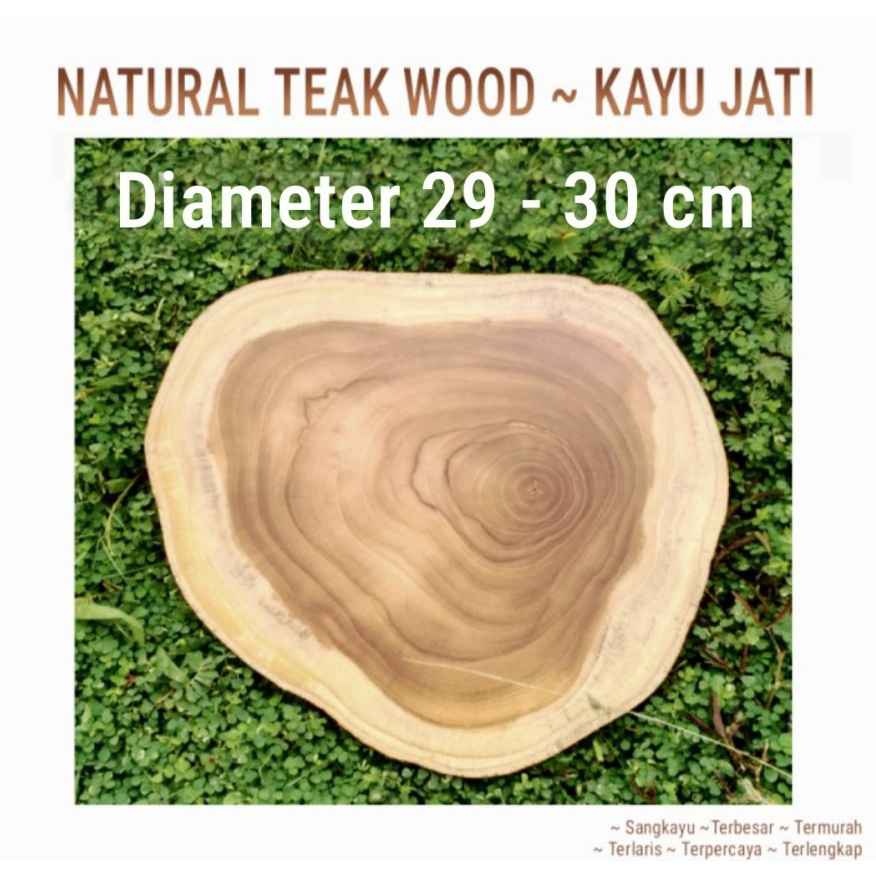 Jual SangKayu Teak Wood Slice Big Log Potongan Kayu Jati Talenan ...