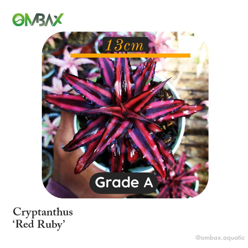 Jual Cryptanthus Ruby Red / Merah - Tanaman paludarium / Terrarium ...