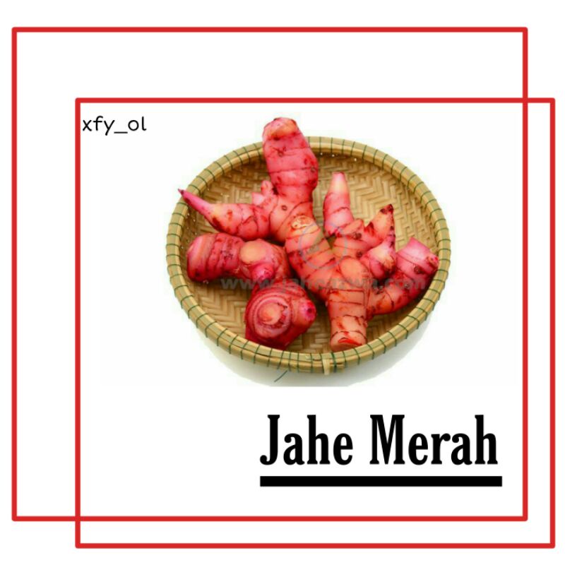 Jual Jahe merah super (1kg) | Shopee Indonesia
