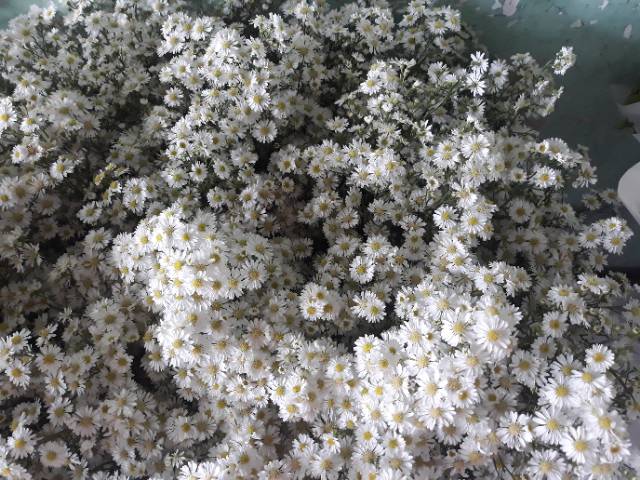 Jual Bunga pikok putih | Shopee Indonesia