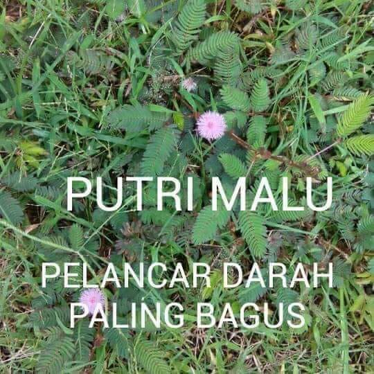 Jual Daun putri malu tanaman putrimalu tanaman herbal | Shopee Indonesia