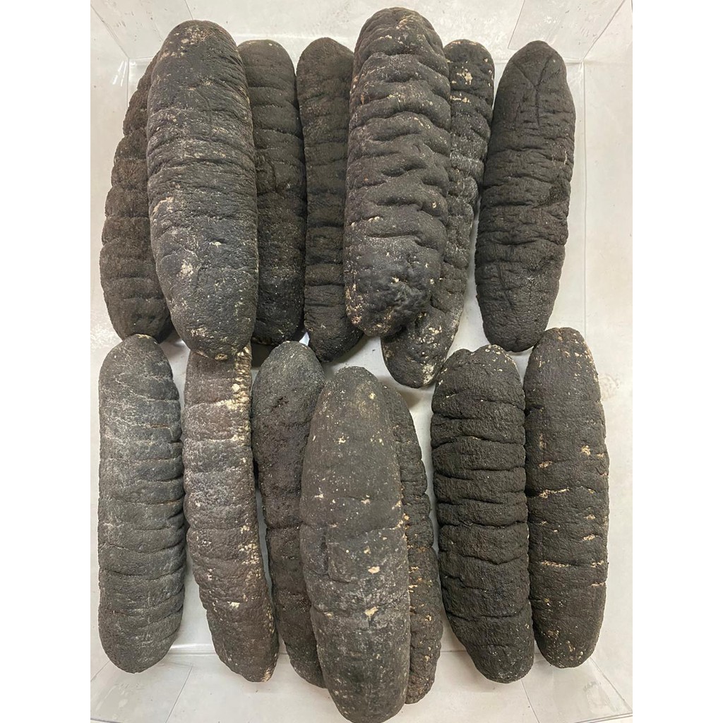 Jual Teripang kering / Haisom gosok / 1 kg | Shopee Indonesia