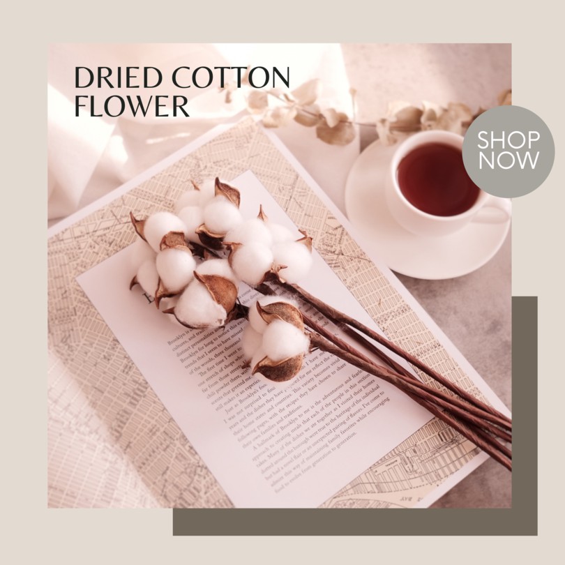 Jual Dried cotton bunga kapas kering buket bouquet preserved bunga asli ...